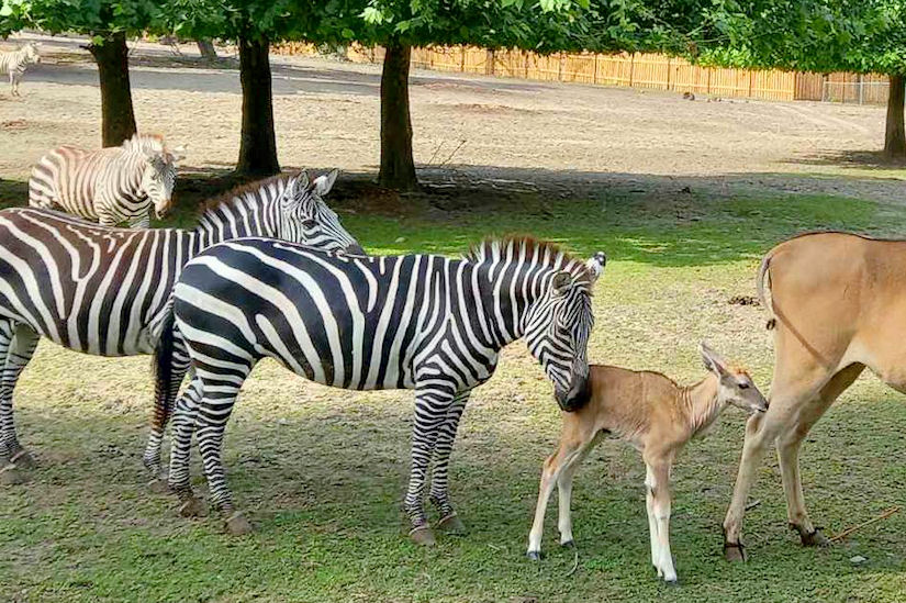 Renesansa ZOO vrta u Osijeku: Rekordne brojke, nove životnje..., uskoro ...