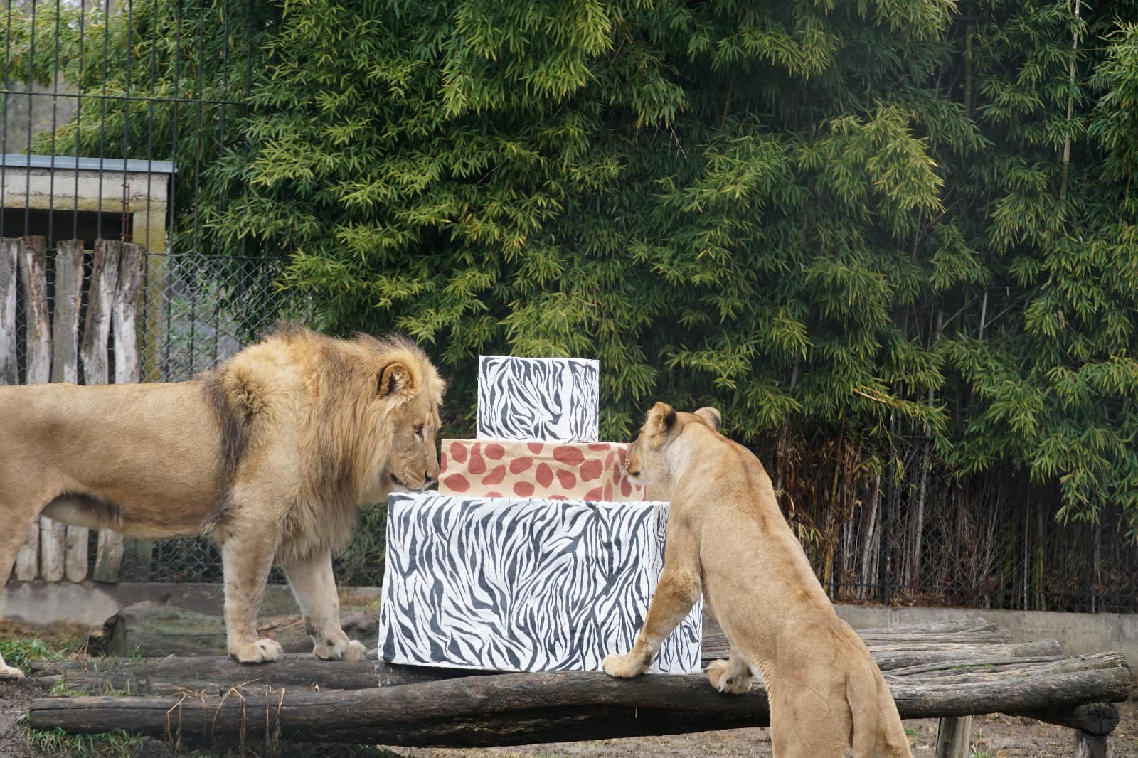 FOTO Osječki ZOO proslavio prvih 70 godina! Slavili i lavovi otvaranjem ...